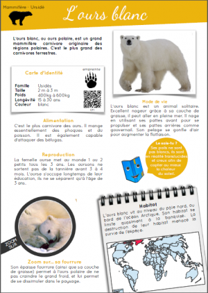 [Documentaire – pdf] L’ours blanc – Rallye lecture en ligne