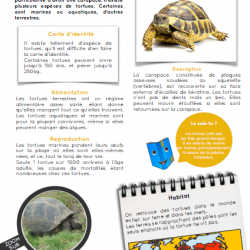 [Documentaire – PDF] Tortue – Rallye lecture en ligne