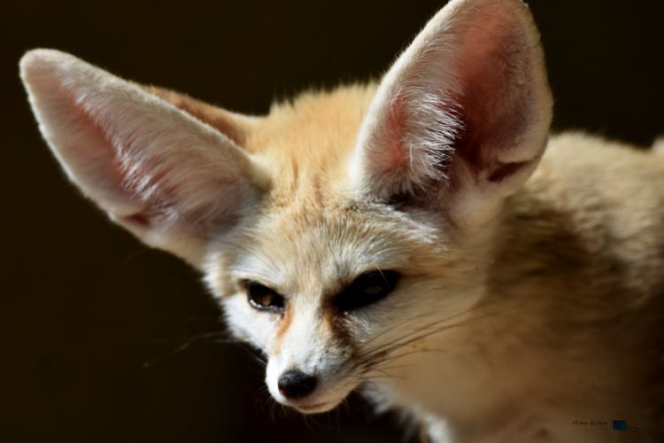 Doc – Le fennec – Rallye lecture en ligne